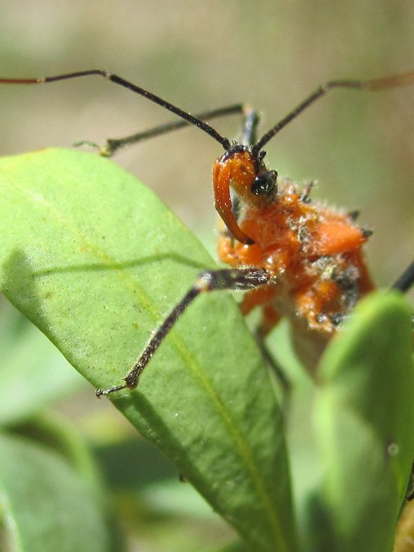 Predatory arthropods associated with potential insectary plants for ...