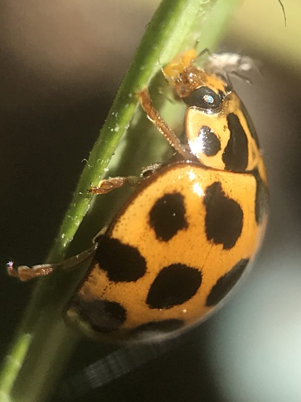 The functional diversity of predator arthropods in vineyards ...