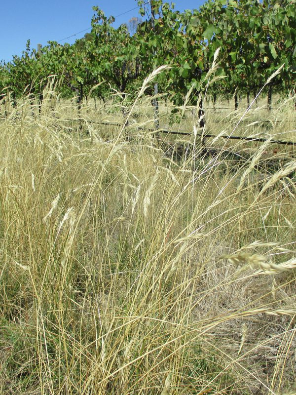 Practical examples of ways to establish native insectary plants in and ...